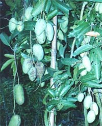 Letterature, Poesie, Culture, Tradizioni, Costumi, Usanze Igbo / Ibo ...